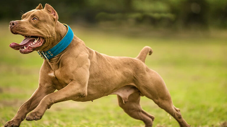EBKC – European Bully Kennel Club – The Official Pedigree Dog Registry ...
